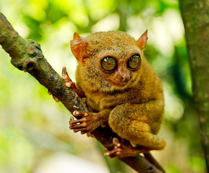 tarsier | Trip Sense | tripcentral.ca