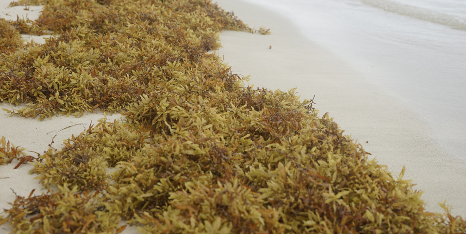 Beach seaweed - can I still travel to Mexico and the Caribbean?